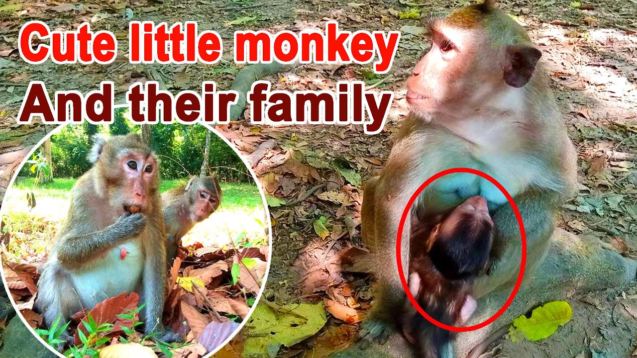 Interesting Monkey video - nature behaviours of the monkeys - YouTube