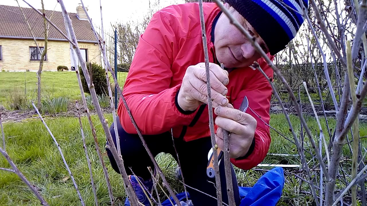 comment reussir une greffe en fente - YouTube