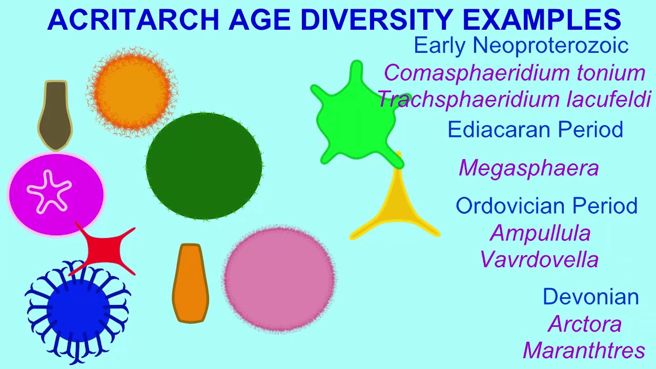 ACRITARCHS 1: DIVERSITY - YouTube