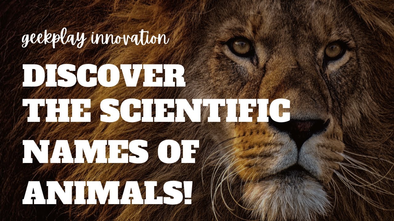 Discover the Scientific Names of Animals! - YouTube