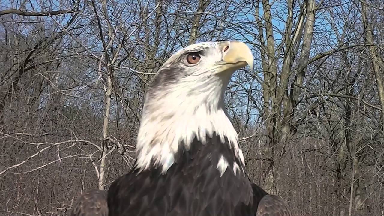 Bald Eagle Plumage Change - YouTube
