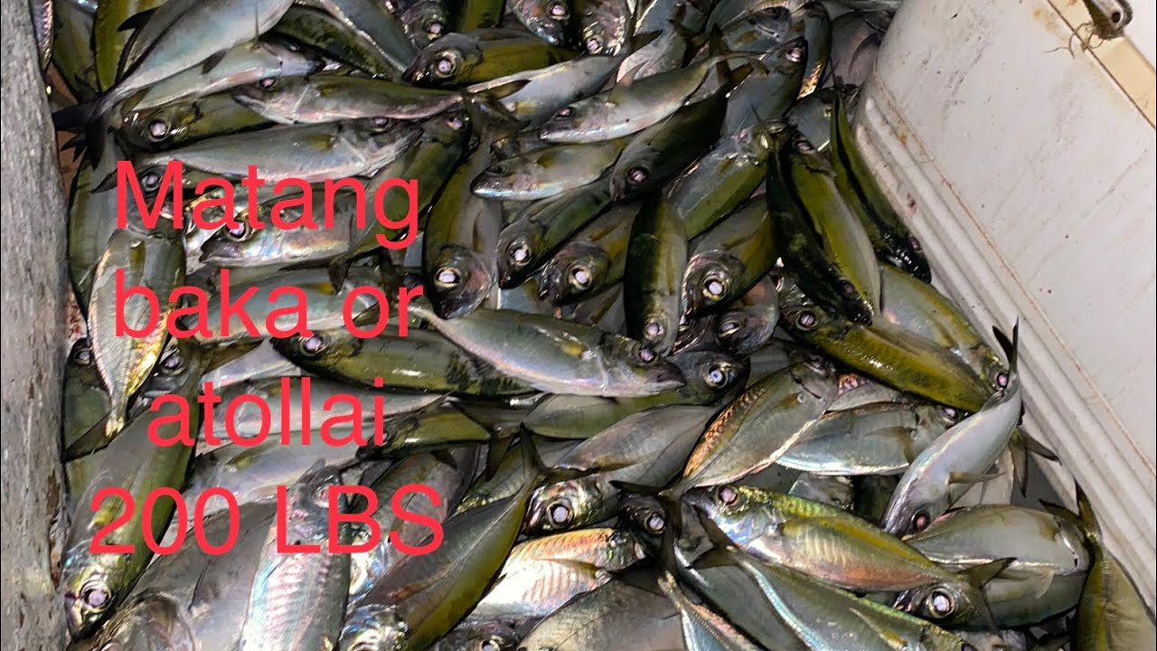 MATANG BAKA or ATOLLIA FISHING ADVENTURE SAIPAN USA #4 - YouTube