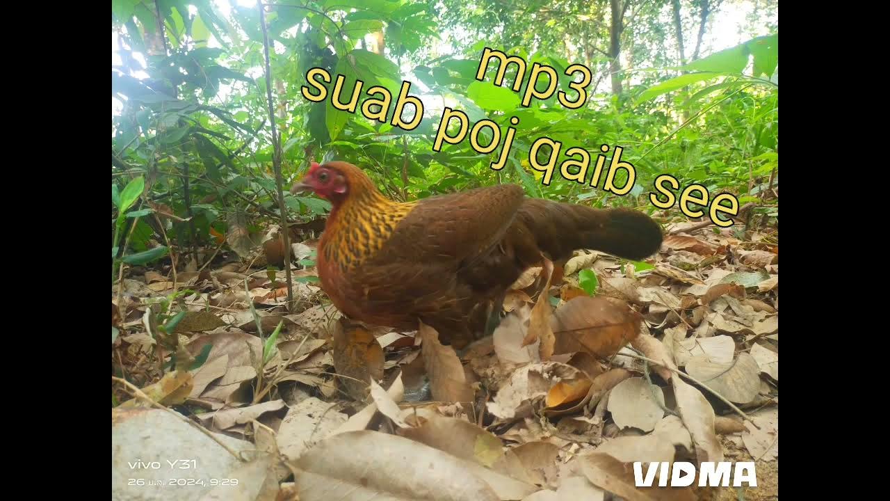 suab poj qaib see - YouTube