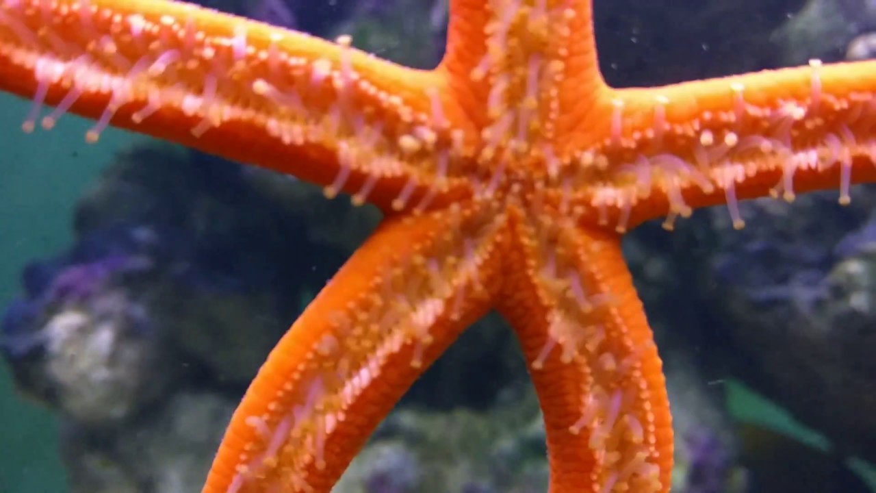 Marine Orange/Red Linckia Sea Star - YouTube