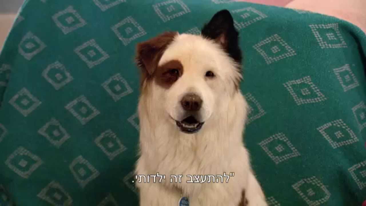 דוג בלוג | מיטב השירים של סטן | Dog With A Blog - YouTube