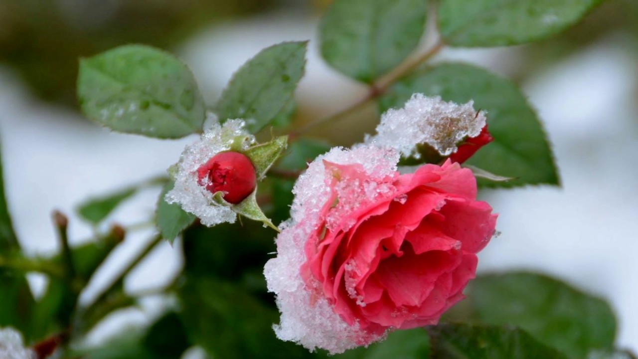 Snow On Roses - YouTube