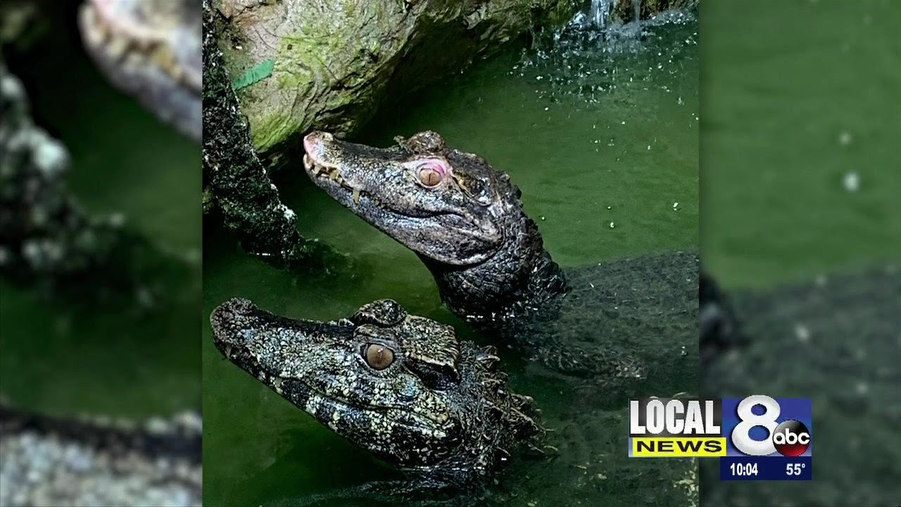 Ammon reptile owners talk about surrendered pets - YouTube