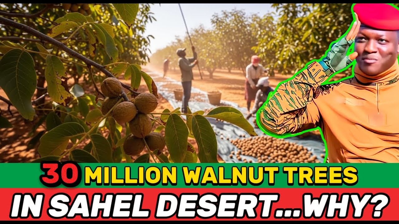 What’s Really Behind Burkina Faso’s “30 Million Walnut Trees” Plan for ...