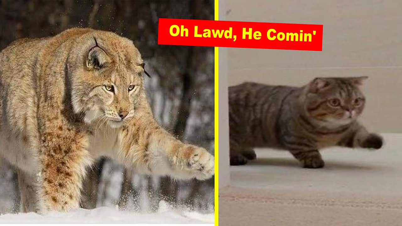 Hilarious Cat Posts That You Need To See Right Meow - YouTube