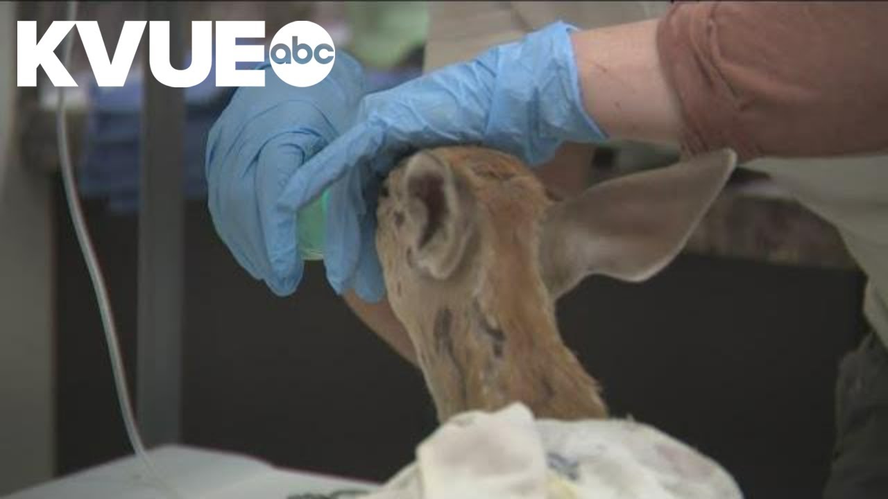 Austin Wildlife Rescue sees more overheated animals needing care | KVUE ...