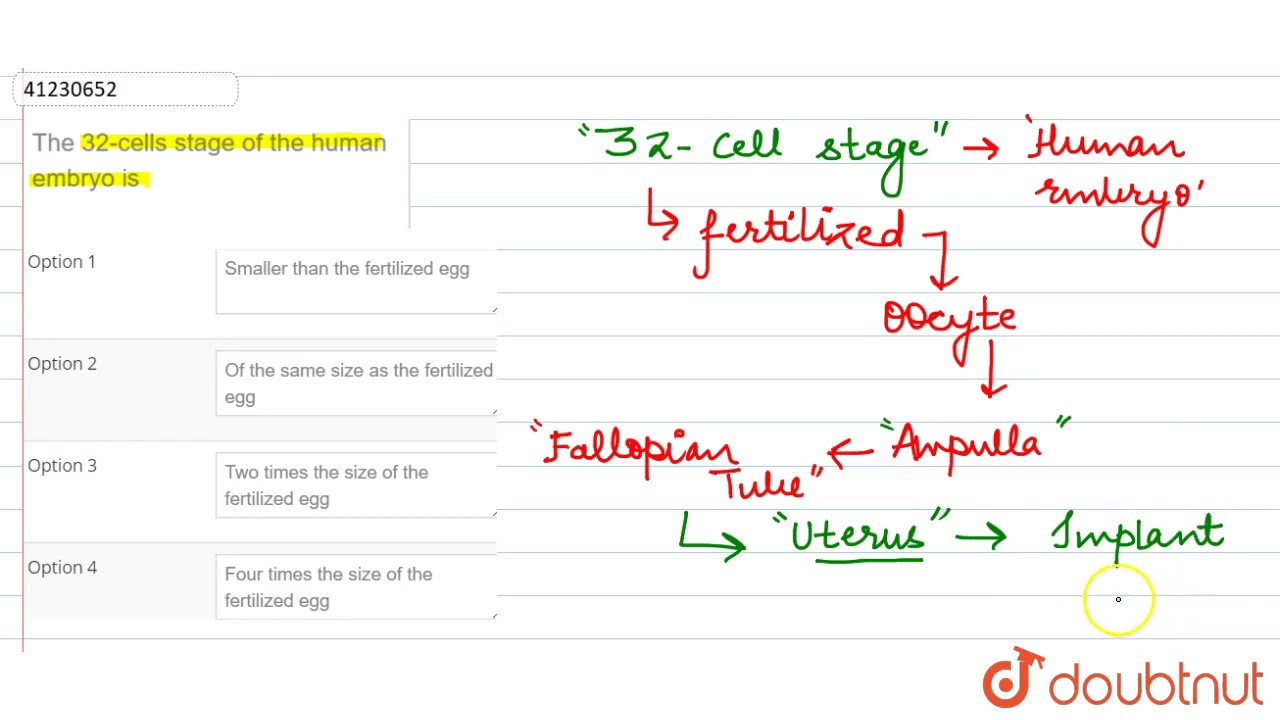The 32-cells stage of the human embryo is - YouTube