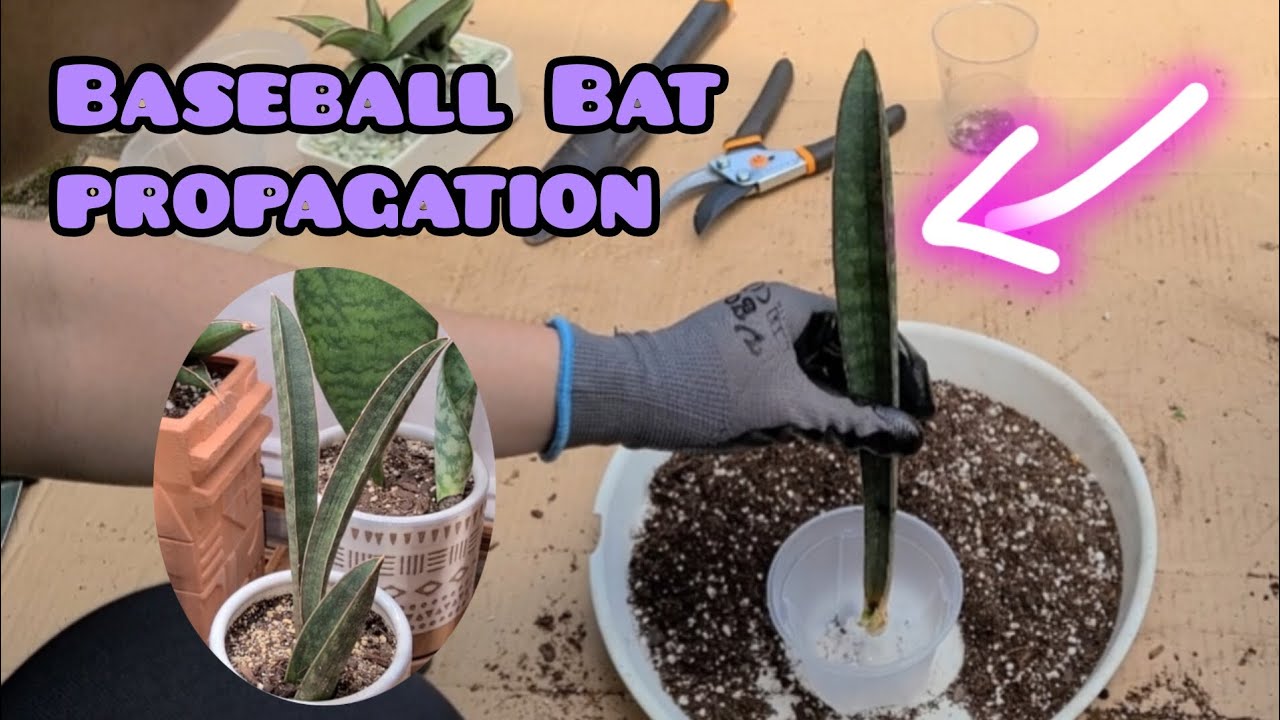 Baseball Bat Snake Plant Propagation by Leaf Cuttings (Sansevieria ...