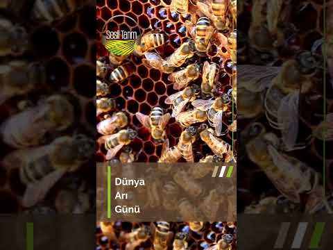 Dünya Arı Günü Kutlu Olsun