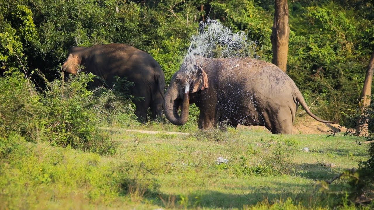 From Forests to Grasslands: How Elephants Create Beautiful Landscapes ...