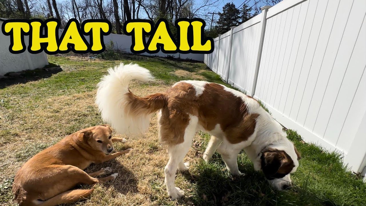 Is This The Best Tail on a Dog You Have Ever Seen? - YouTube