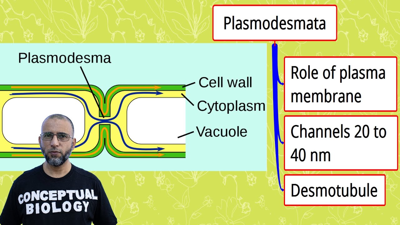 Plasmodesmata with Dr. Sohail Jamil Qureshi l MDCAT Biology l AP ...