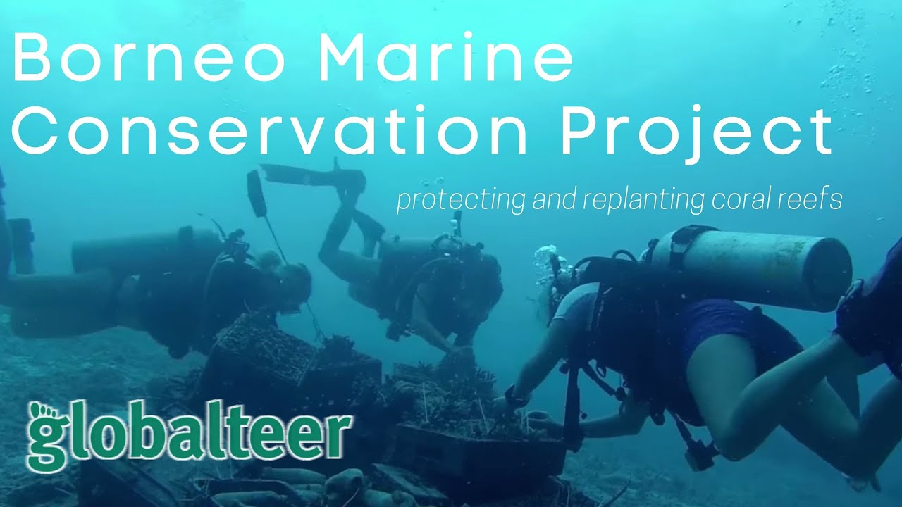 Volunteers at the Borneo Marine Conservation Project - YouTube