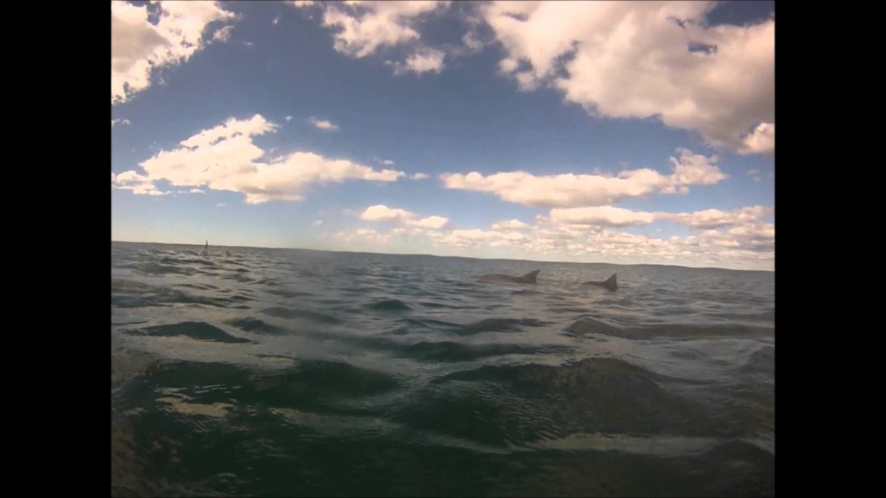 Surf with Dolphins at Tallow Beach - YouTube