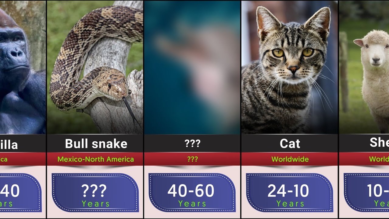 Lifespan Comparison: The Shortest and Longest Lifespans of Animals ...