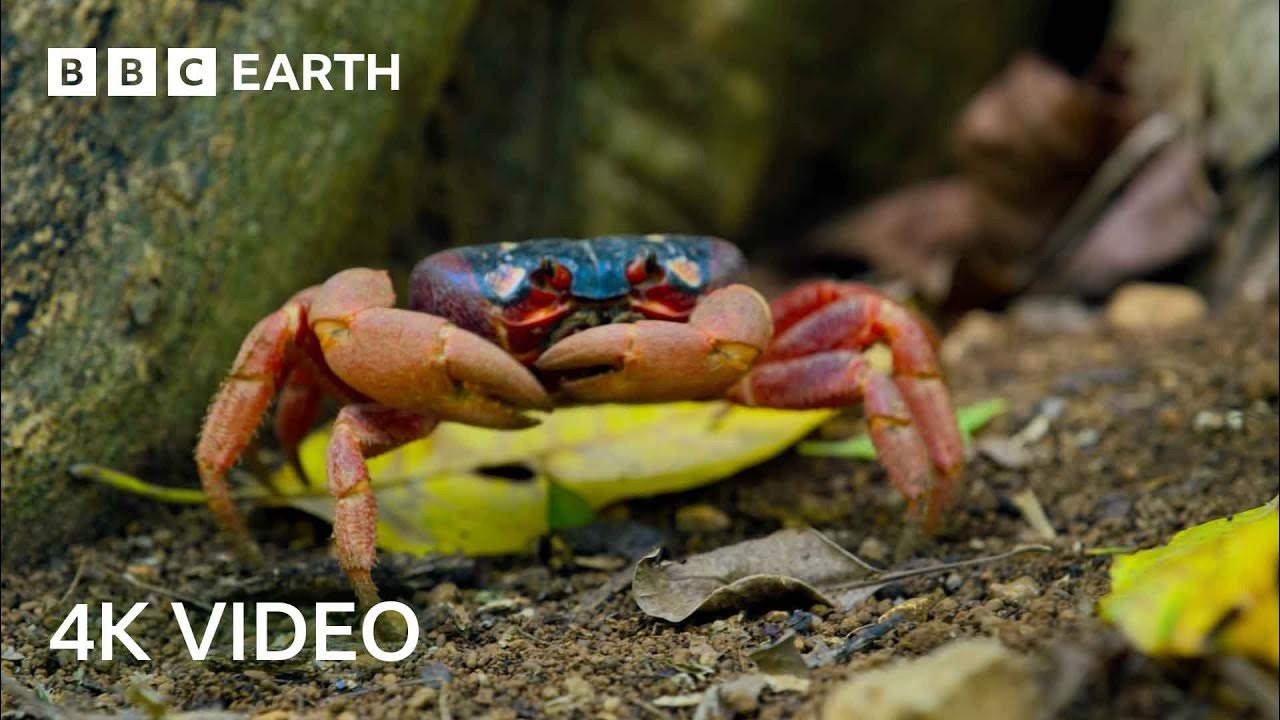 A Journey Across Our Planet | 4K UHD | Planet Earth II | BBC Earth ...
