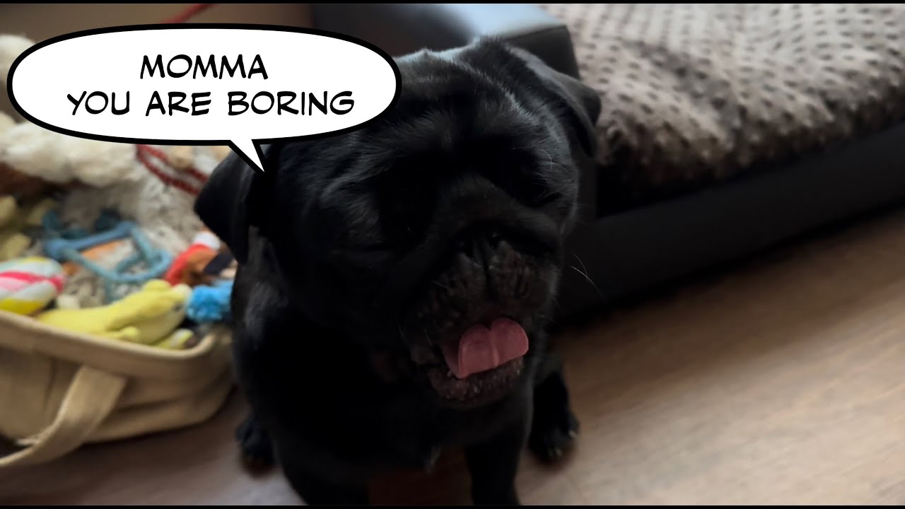 Pugs are great Study Buddies - YouTube
