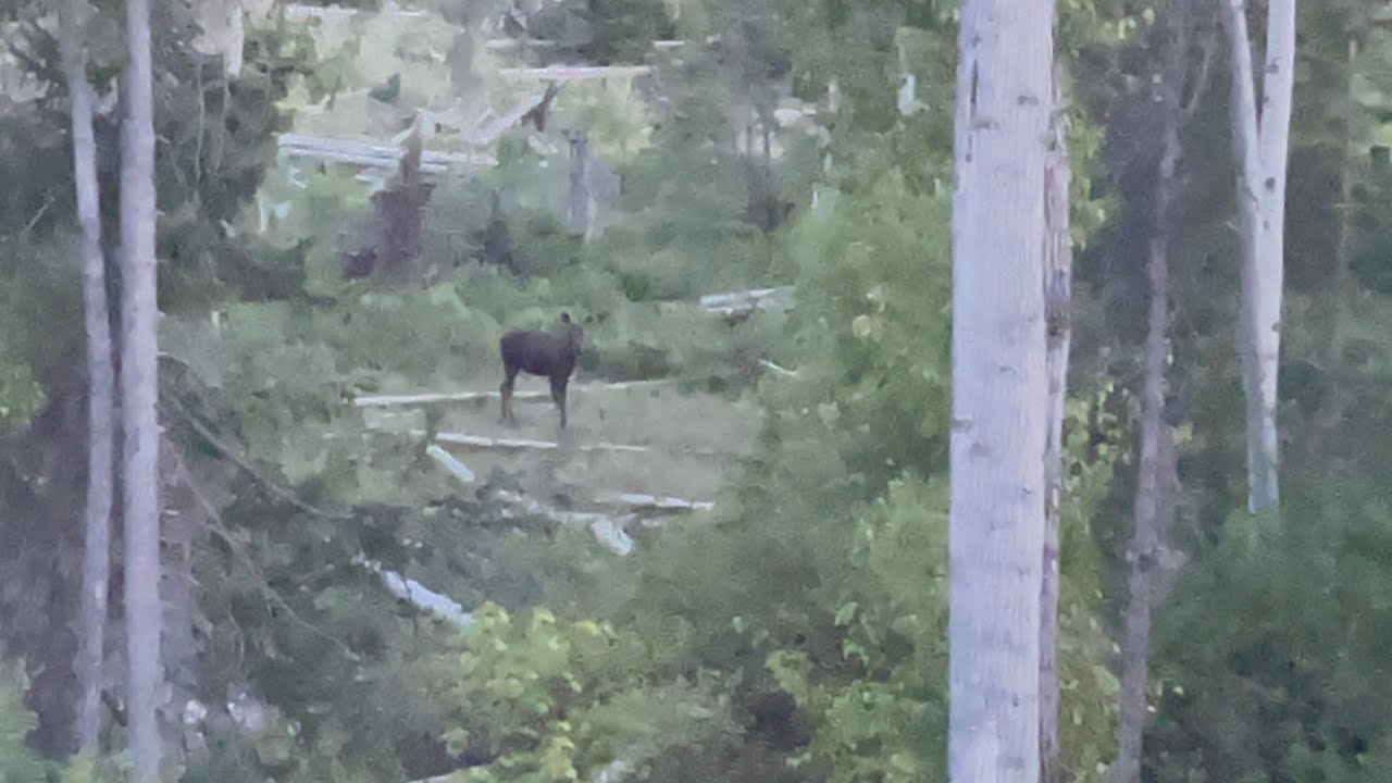 Cow moose #wildlife #nature #moose - YouTube