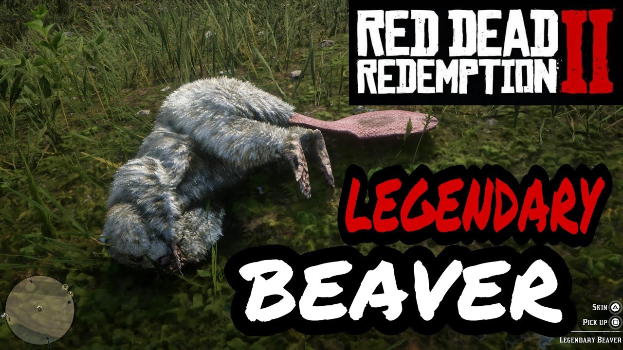Red Dead Redemption 2 ล่า Legendary Beaver - YouTube