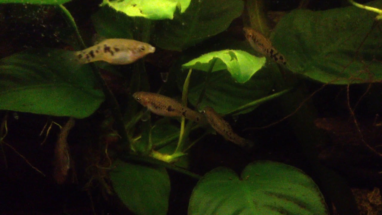 My limia vittata, part 2 - YouTube