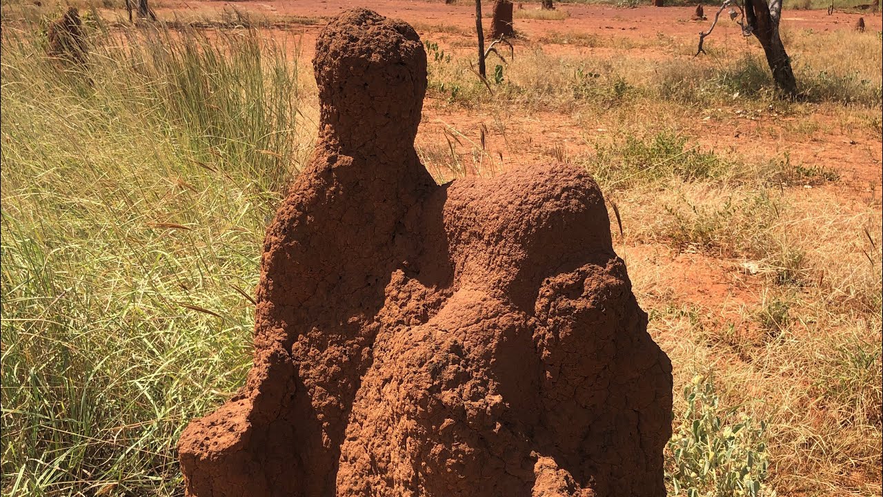 TRAVEL: Termite mounds - Buntine Highway in the NT - YouTube