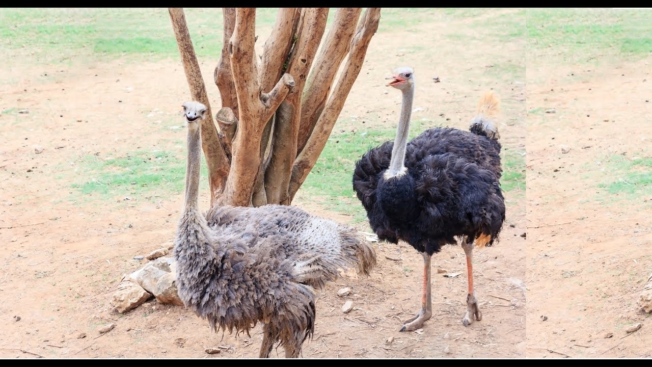 how to start ostrich birds farming ostrich farming video - YouTube