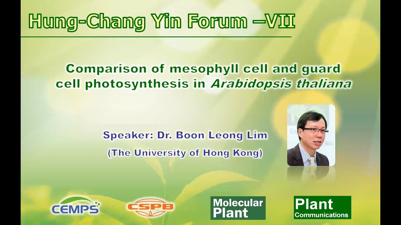 Comparison of mesophyll cell and guard cell photosynthesis in ...