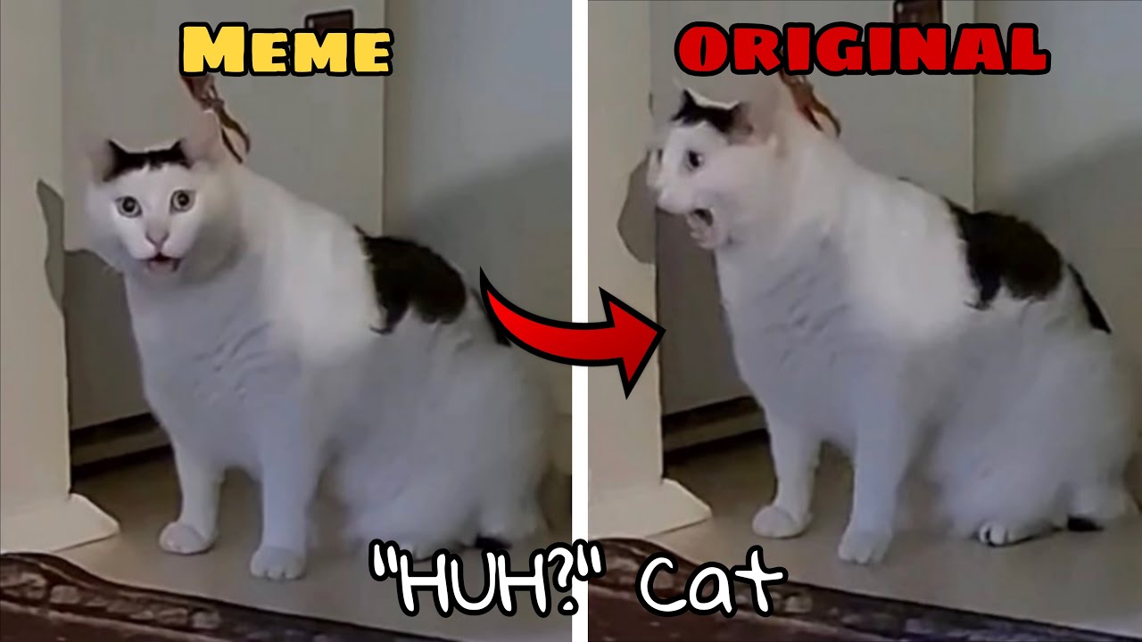 Huh? Cat (Meme vs Original) - YouTube