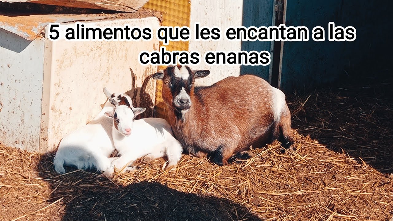5 alimentos favoritos de las cabras enanas - YouTube