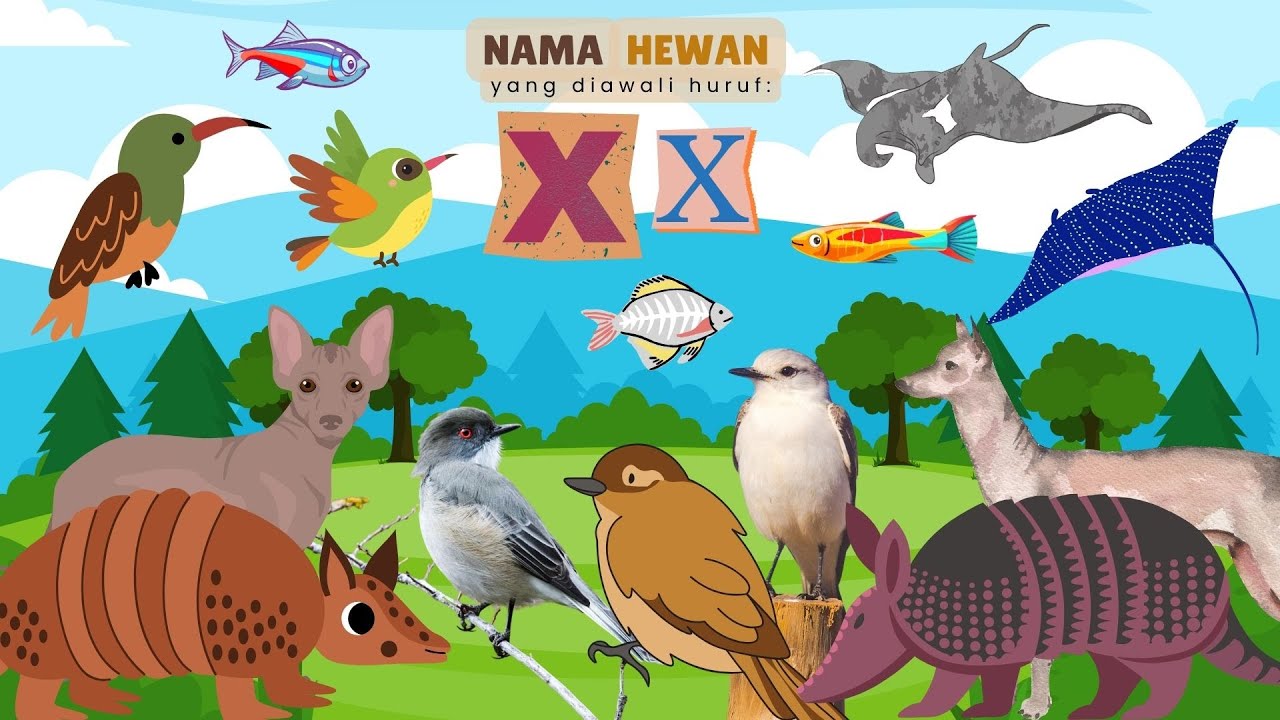 Nama Hewan dari Huruf X | Nama Hewan ABC - YouTube