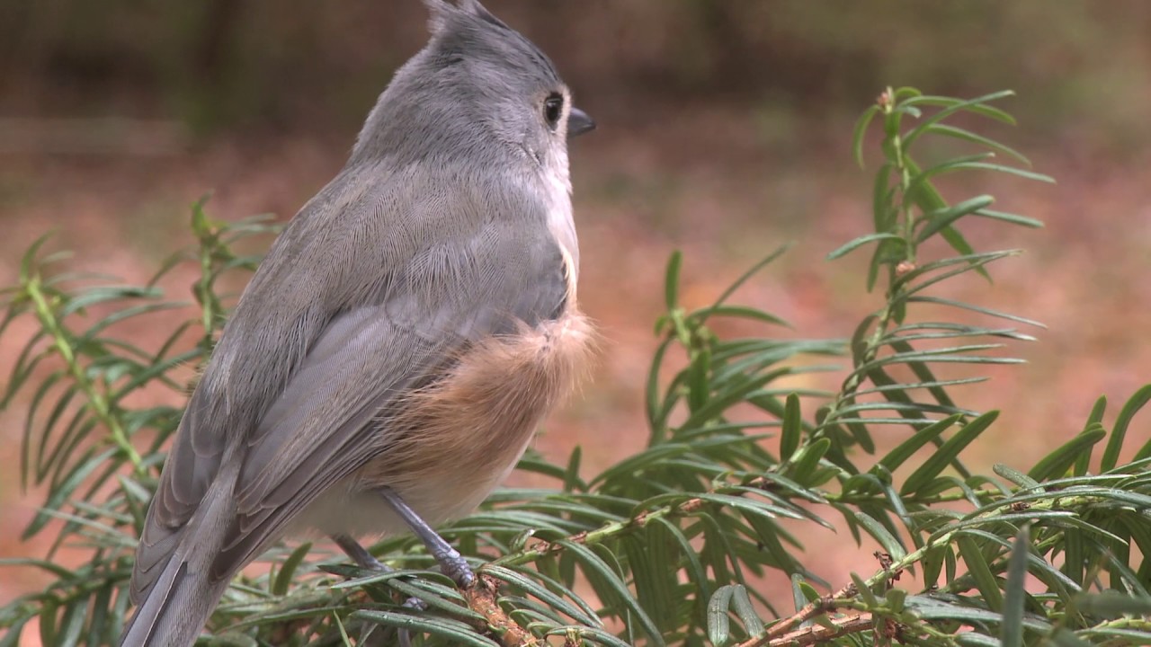 Perky-Pet® is for the Birds - YouTube