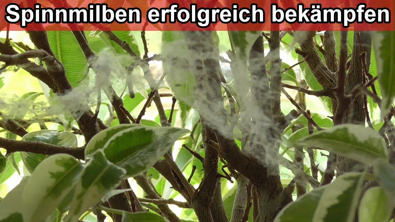 Spinnmilben bekämpfen ohne Chemie – Schädlinge bei Zimmerpflanzen ...