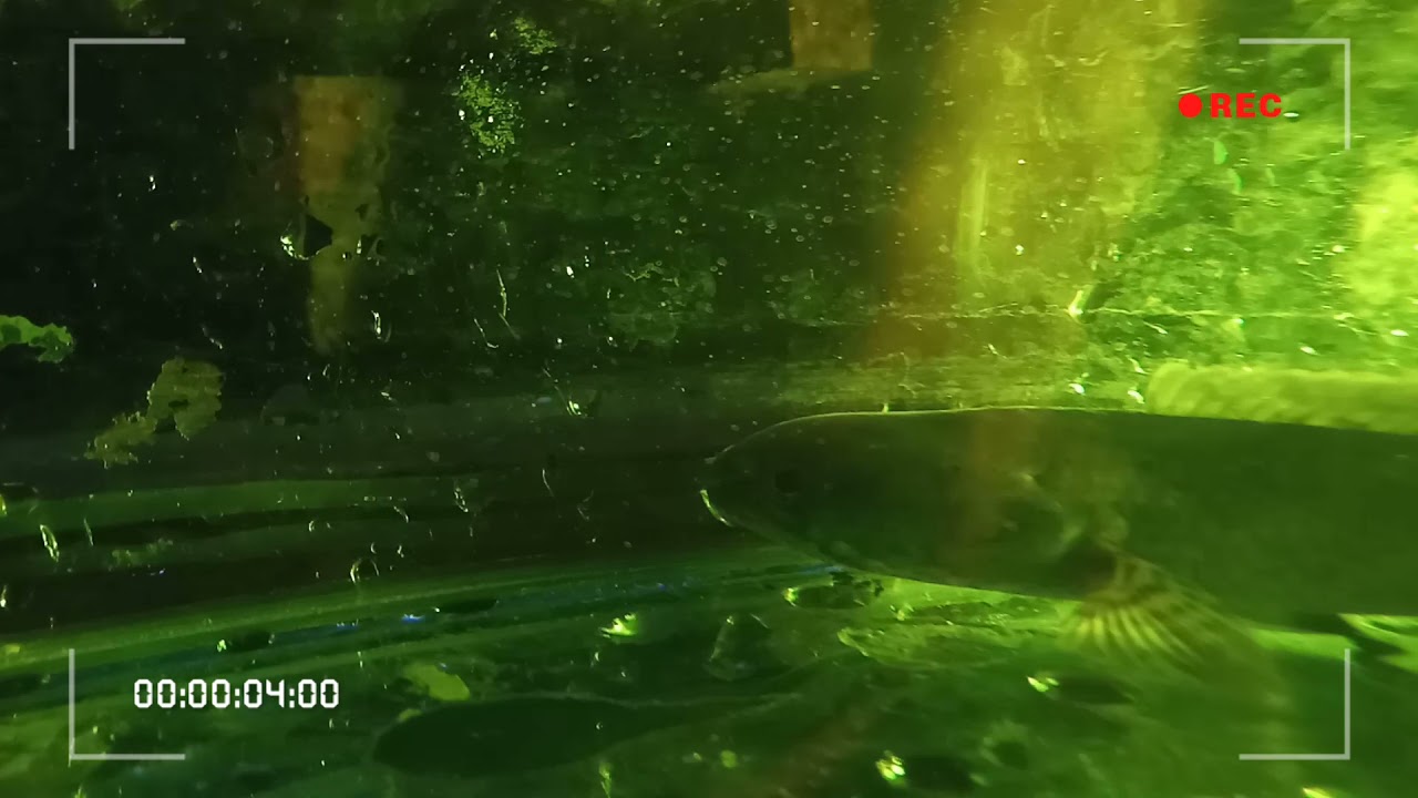 Ikan Cana limbata(Cana Jawa/kotes) - YouTube