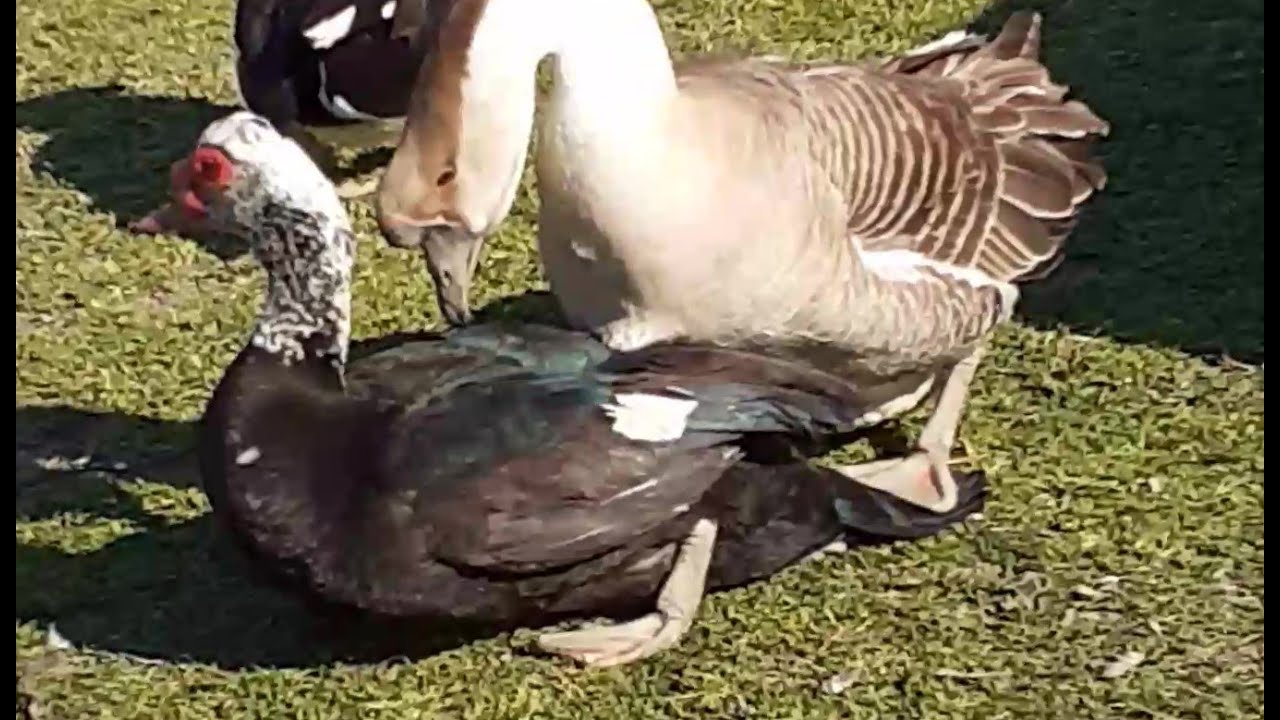 AFRICAN MALE & COUPLE MUSCOVY DUCKS AFTER THE CREATE WATERBIRDS IN THE ...