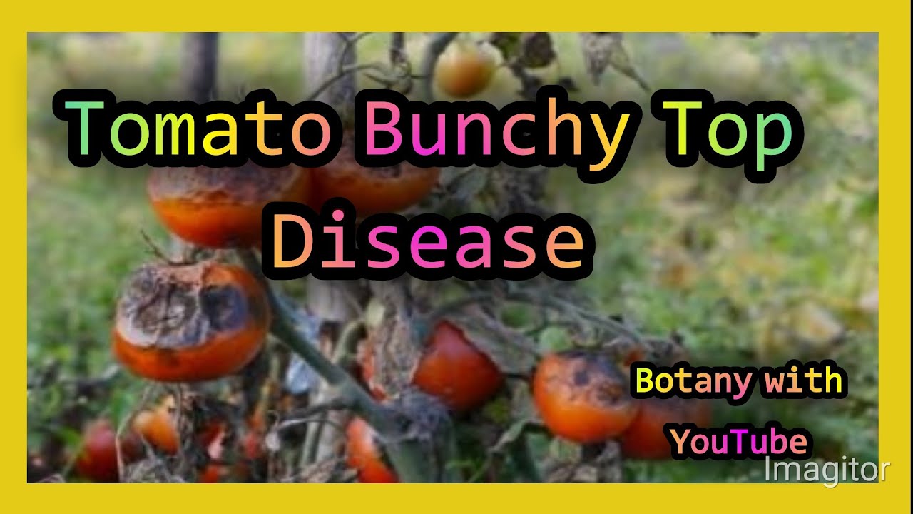 Tomato Bunchy Top disease | Signs | Symptoms | Cure | Tomato curly top ...