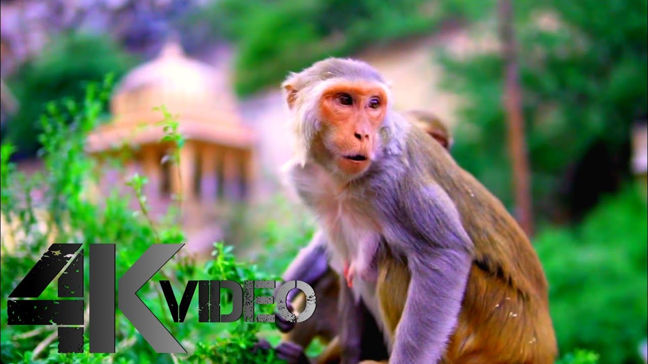 4K Quality Animal Footage Monkeys - Beautiful Scenes | Farmer BiBi obedient take care of her ...
