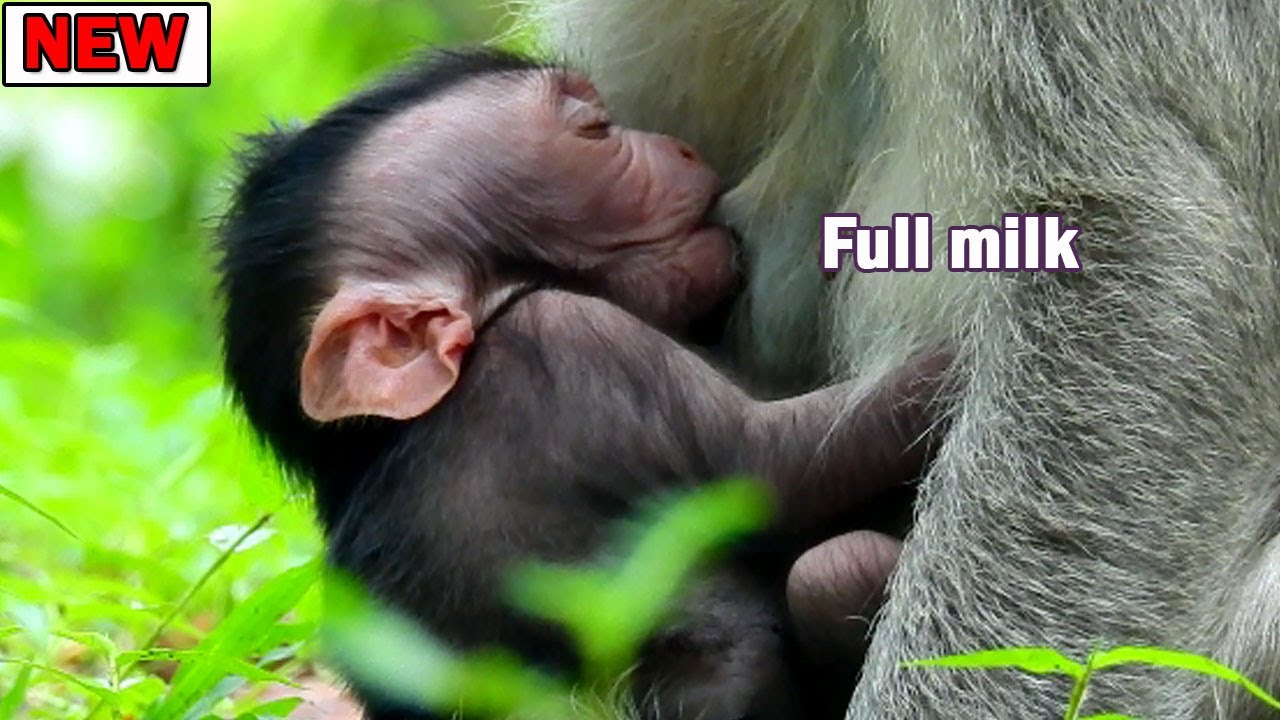 So great looking to old mom Jade nurse to cute baby Jinx & comfort Jinx ...
