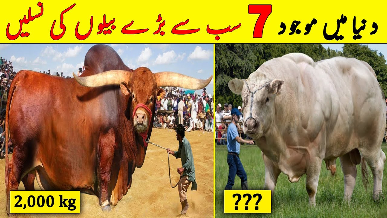 7 Most Biggest Bull Breeds Of The World | Qurbani 2023 | Bakra Mandi ...