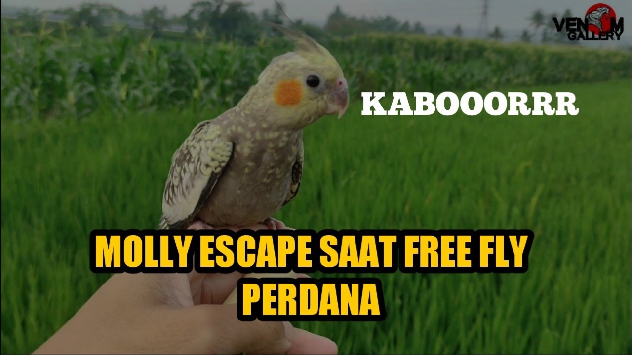 MOLLY SI FALK ESCAPE SAAT FREE FLY PERDANA - JANGAN LAKUKAN INI - YouTube