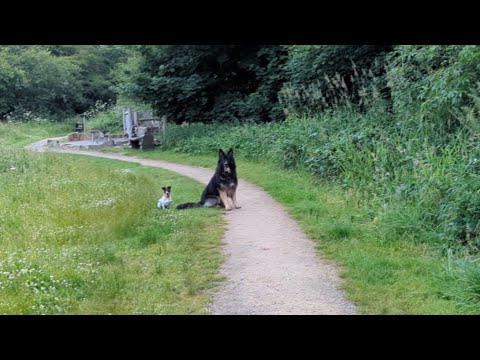 Impulse control training, resource guarding signs - YouTube