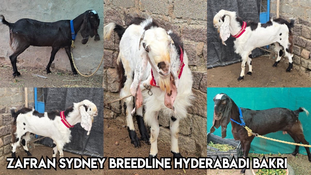Zafran breedline hyderabadi breeder bakra aur Sydney breedline ...