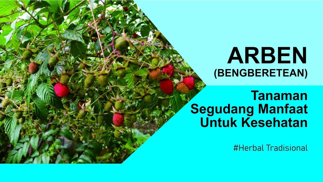 arben / beri tanaman banyak manfaat II herbal tradisional - YouTube
