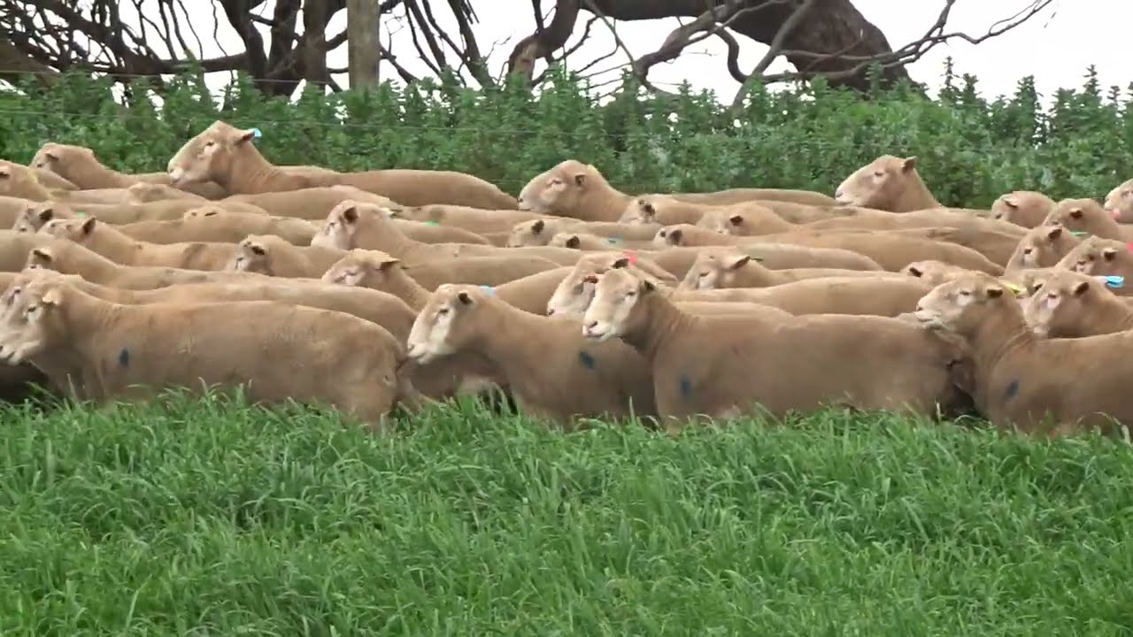 Group video of flock rams - YouTube