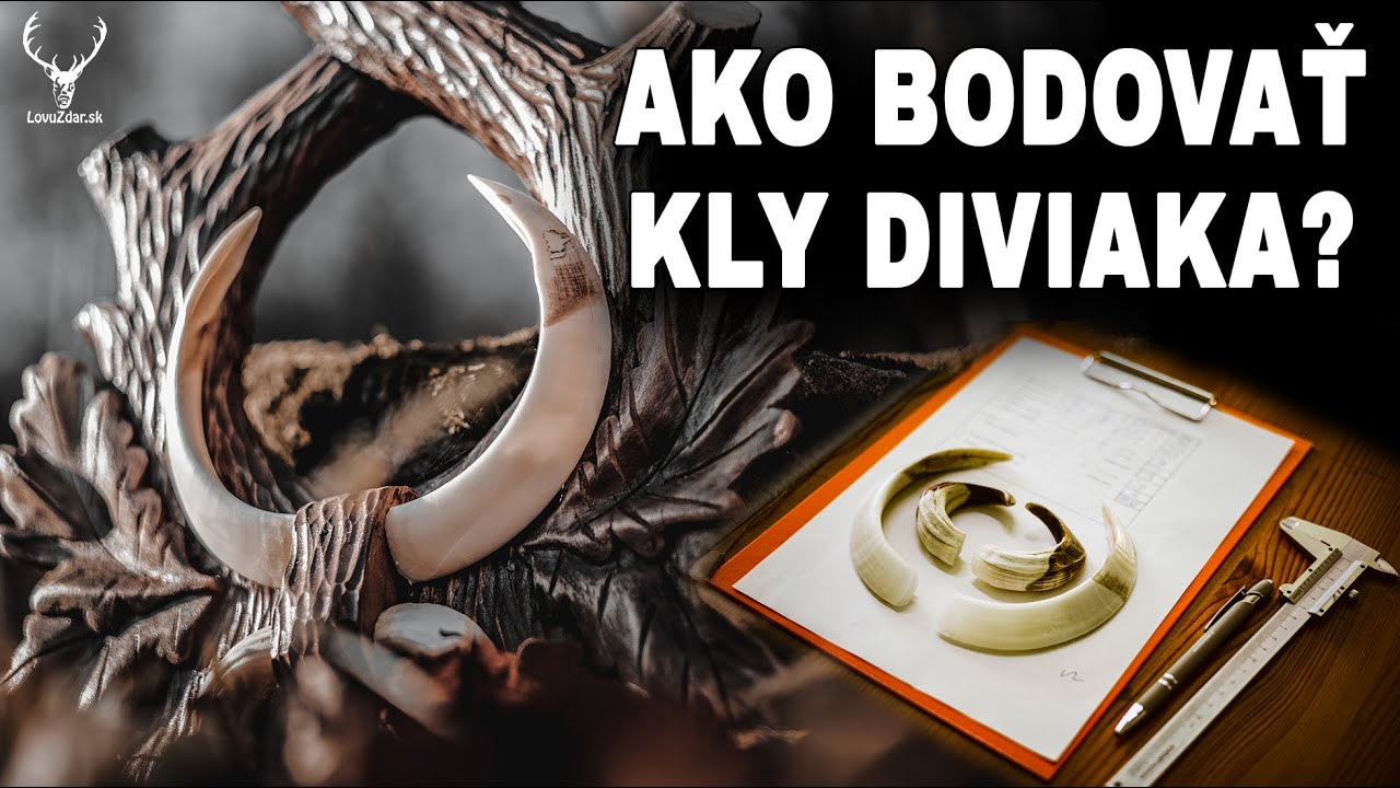 Ako bodovať kly diviaka? | návod | postup - YouTube