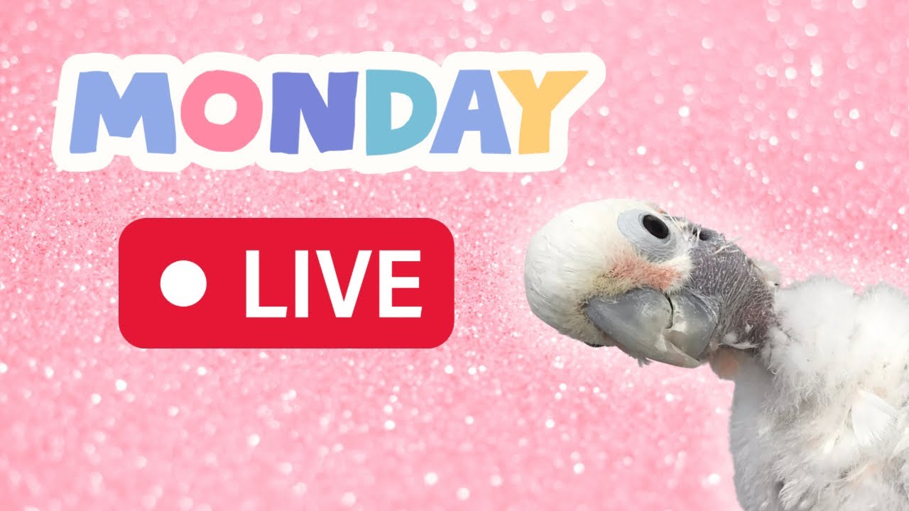 Monday Visit With Birds! - YouTube