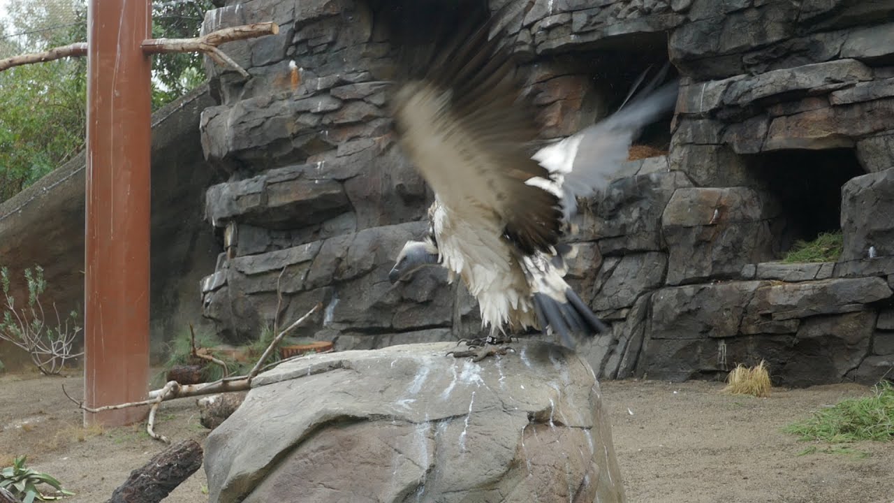 Cape Vultures New Habitat Opening Day LA Zoo Los Angeles California USA ...